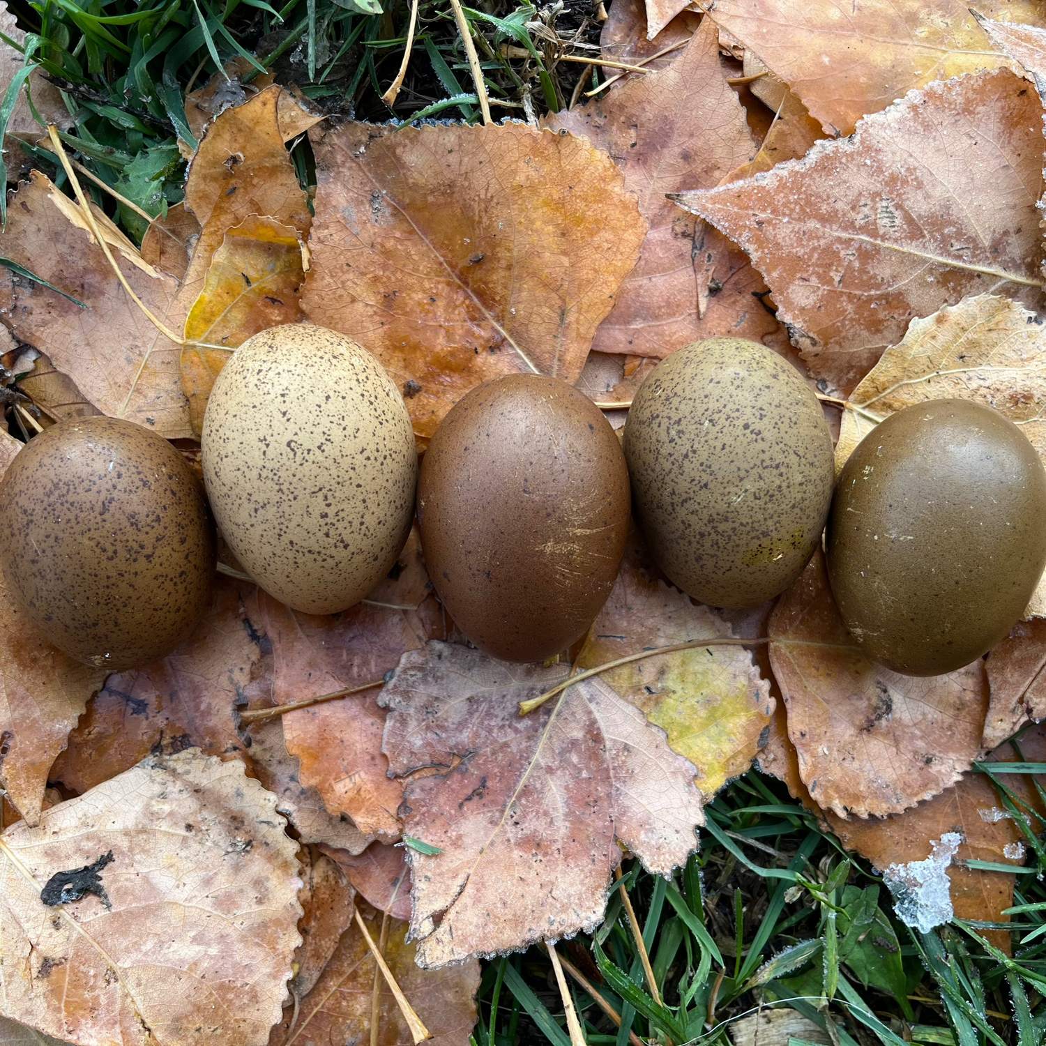 Backcross Olive Egger Hatching Eggs | Sad Scientist Farm | Minnesota