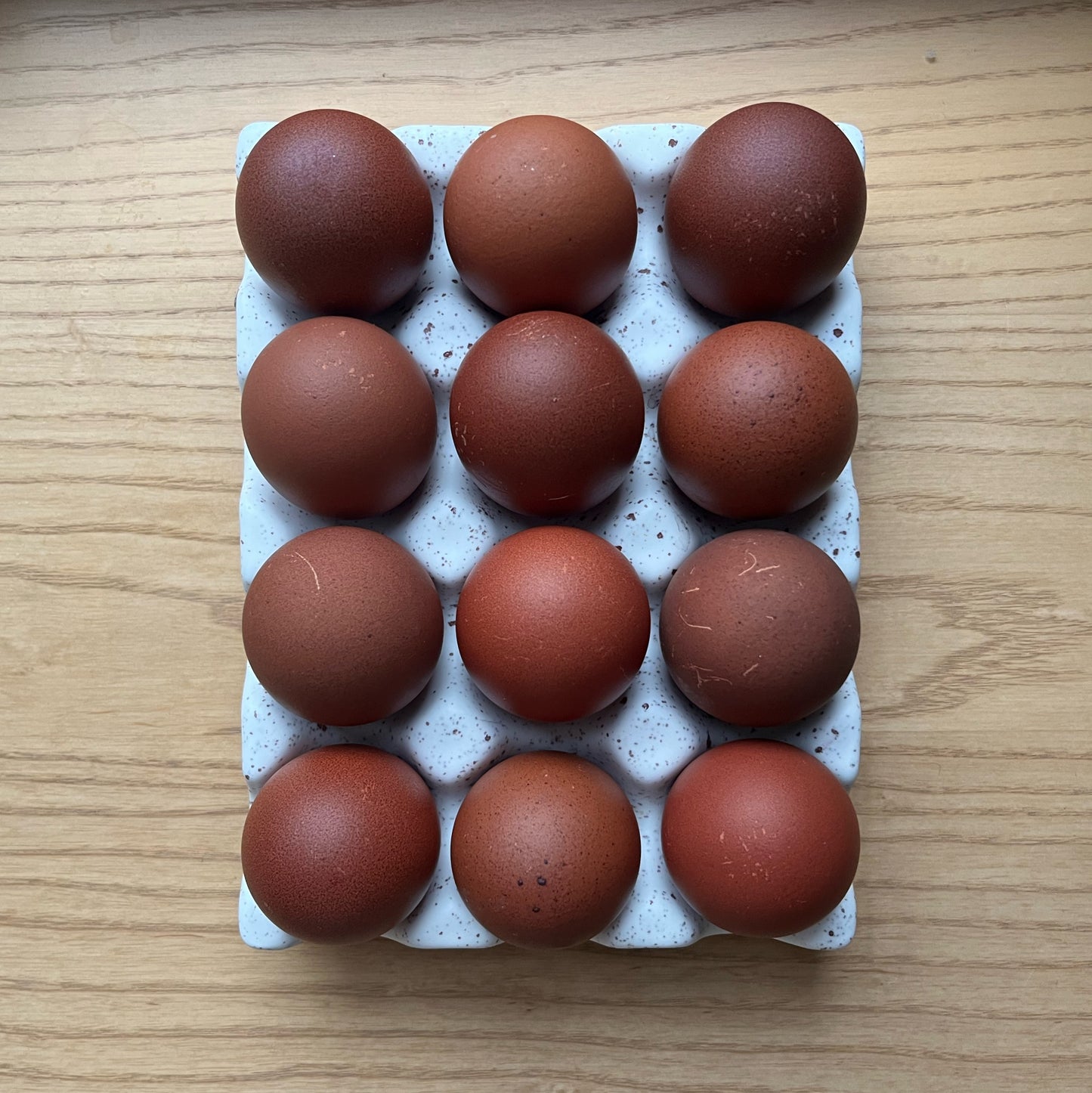 Chocolate Egger | Pullet | Sad Scientist Farm | Minnesota